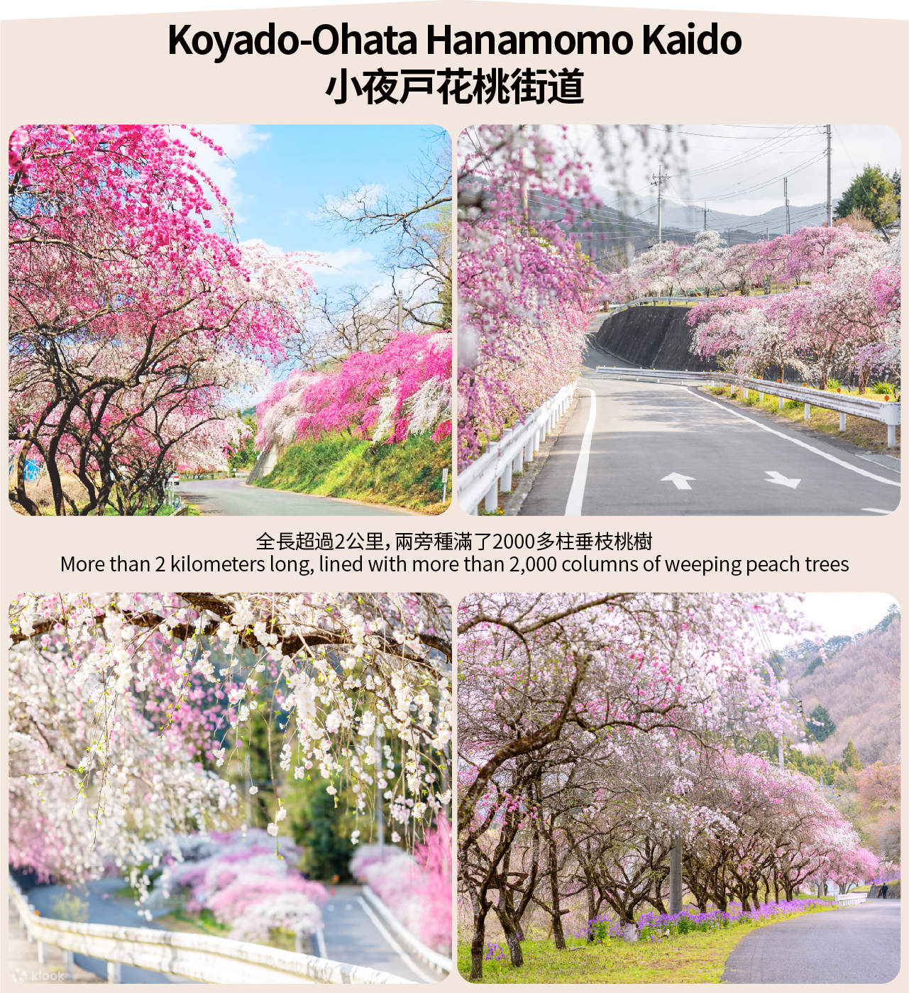 [Sakura Train Limited for Sakura Season] Watarase River Valley Sakura ...